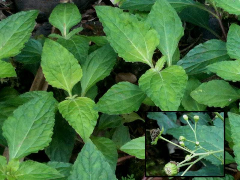 Planting native Hawaiian plants in your yard - Hawaii Environmental ...