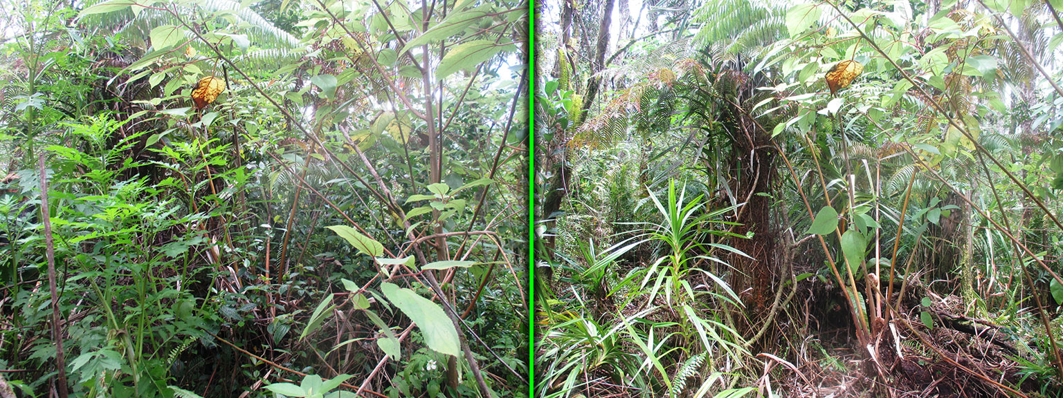 Hawaii Environmental Restoration – Keau’ohana Native Rainforest Restoration