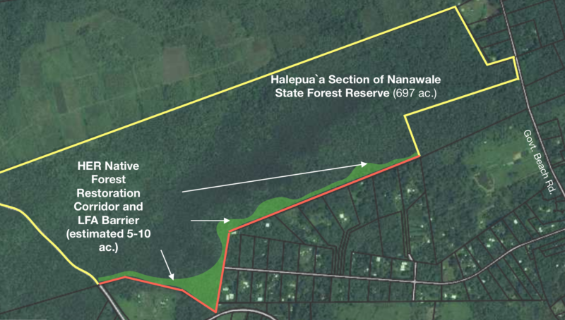 Halepua`a Native Forest Restoration - Hawaii Environmental Restoration