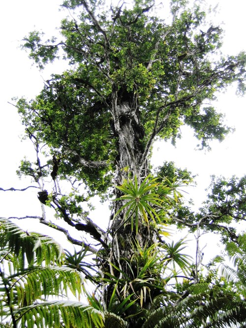 ʻŌhiʻa Love Fest 2026: Celebrating a Beloved Forest Guardian - Hawaii ...