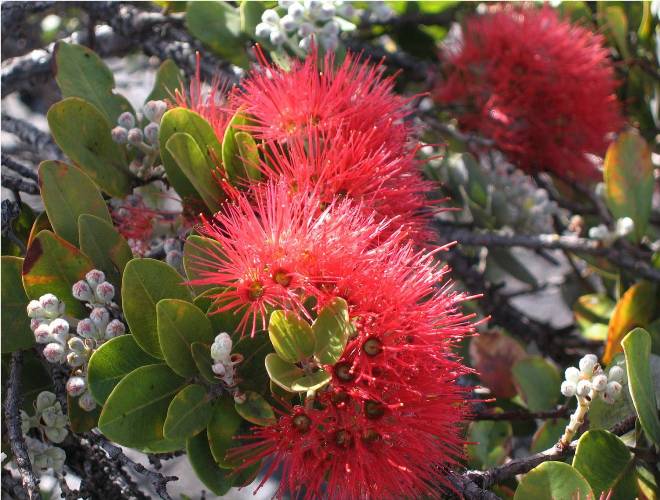 ʻŌhiʻa Love Fest 2026: Celebrating a Beloved Forest Guardian - Hawaii ...